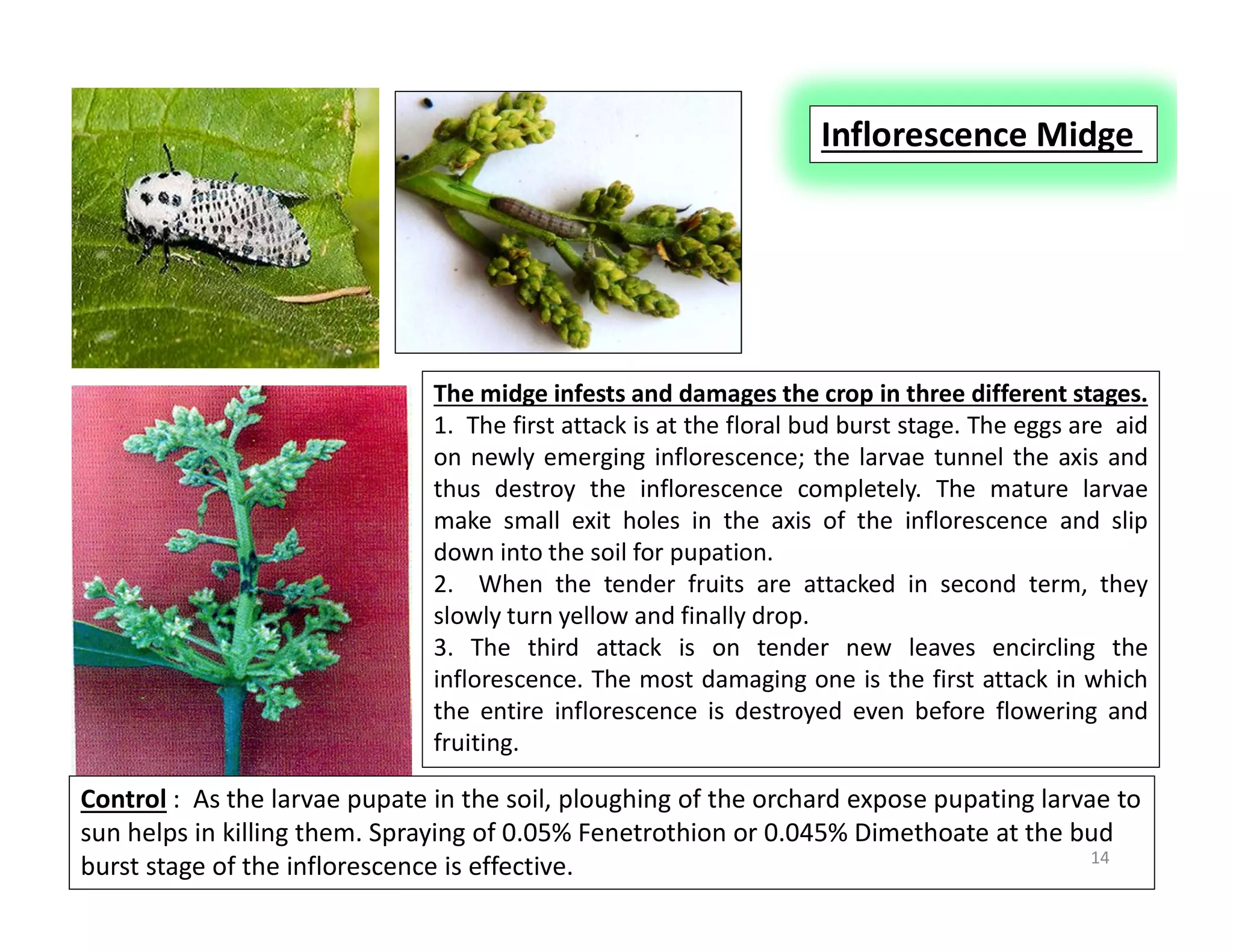 Mango insect pests and their management. | PDF | Beekeeping | Hobbies ...