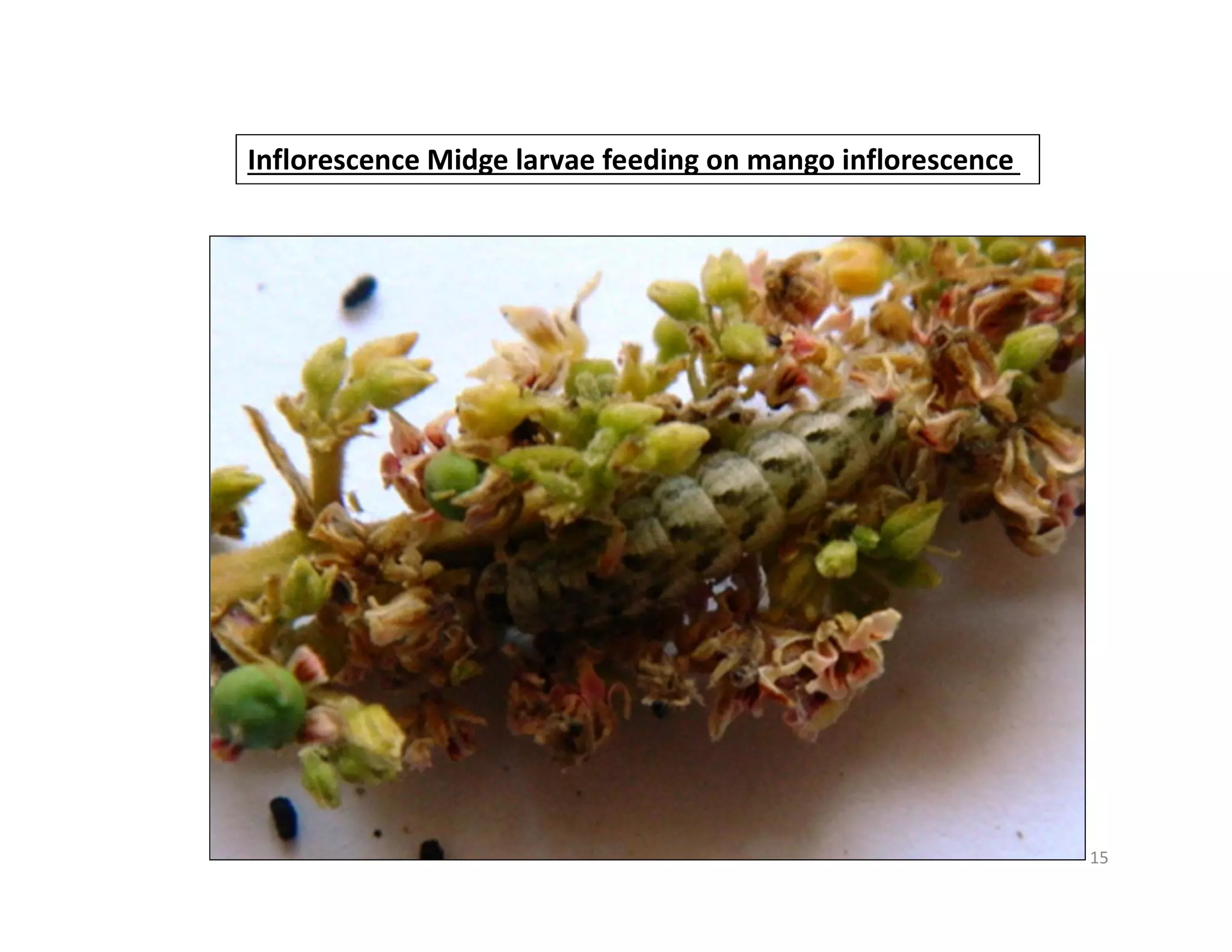 Mango insect pests and their management. | PDF