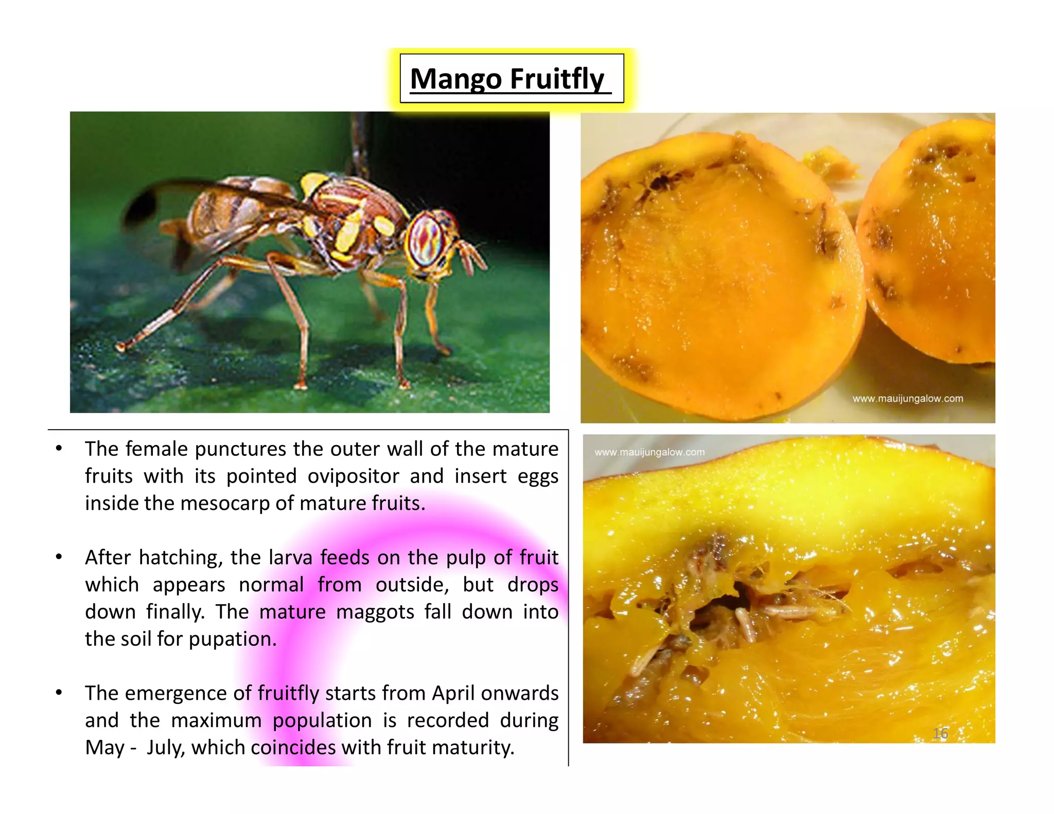 Mango insect pests and their management. | PDF