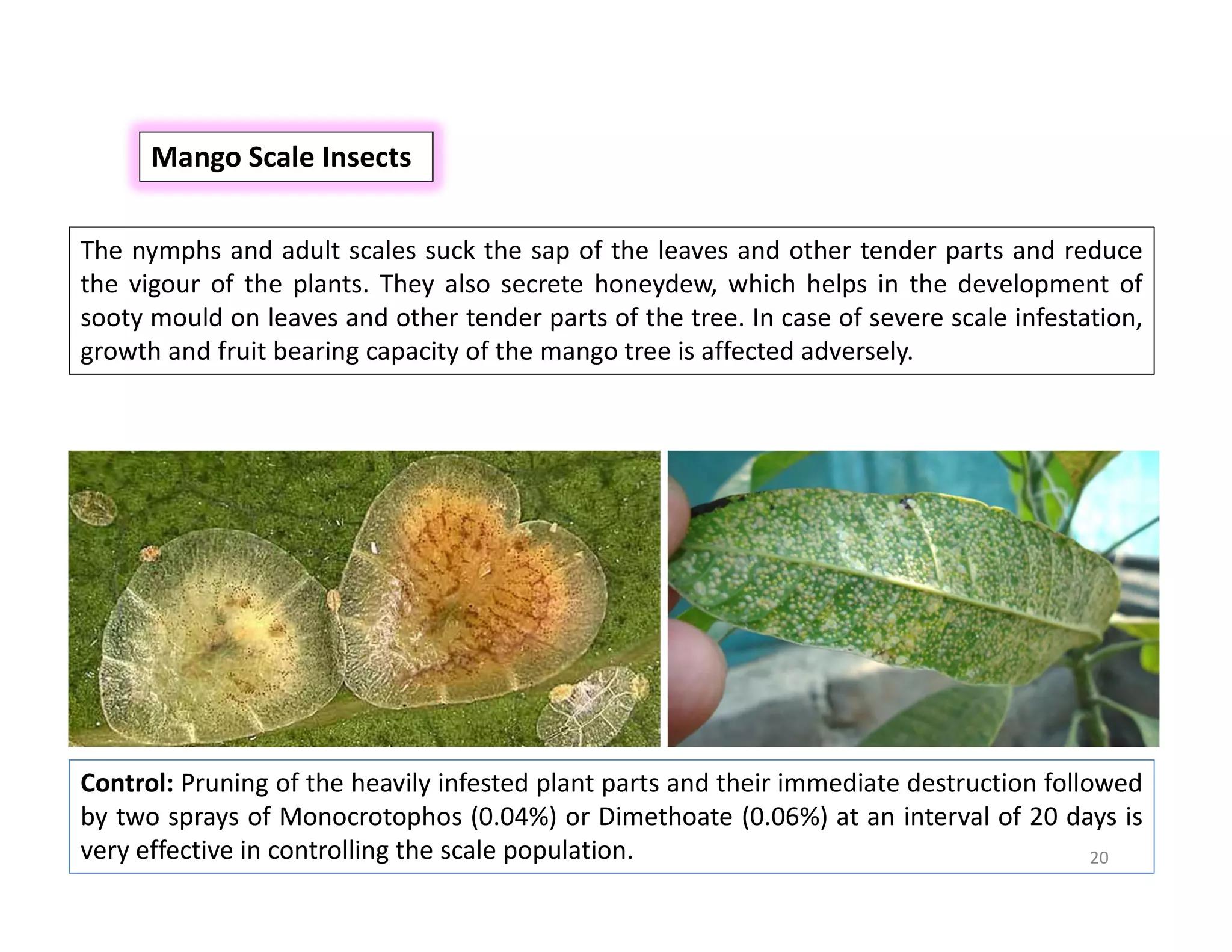 Mango insect pests and their management. | PDF | Beekeeping | Hobbies ...