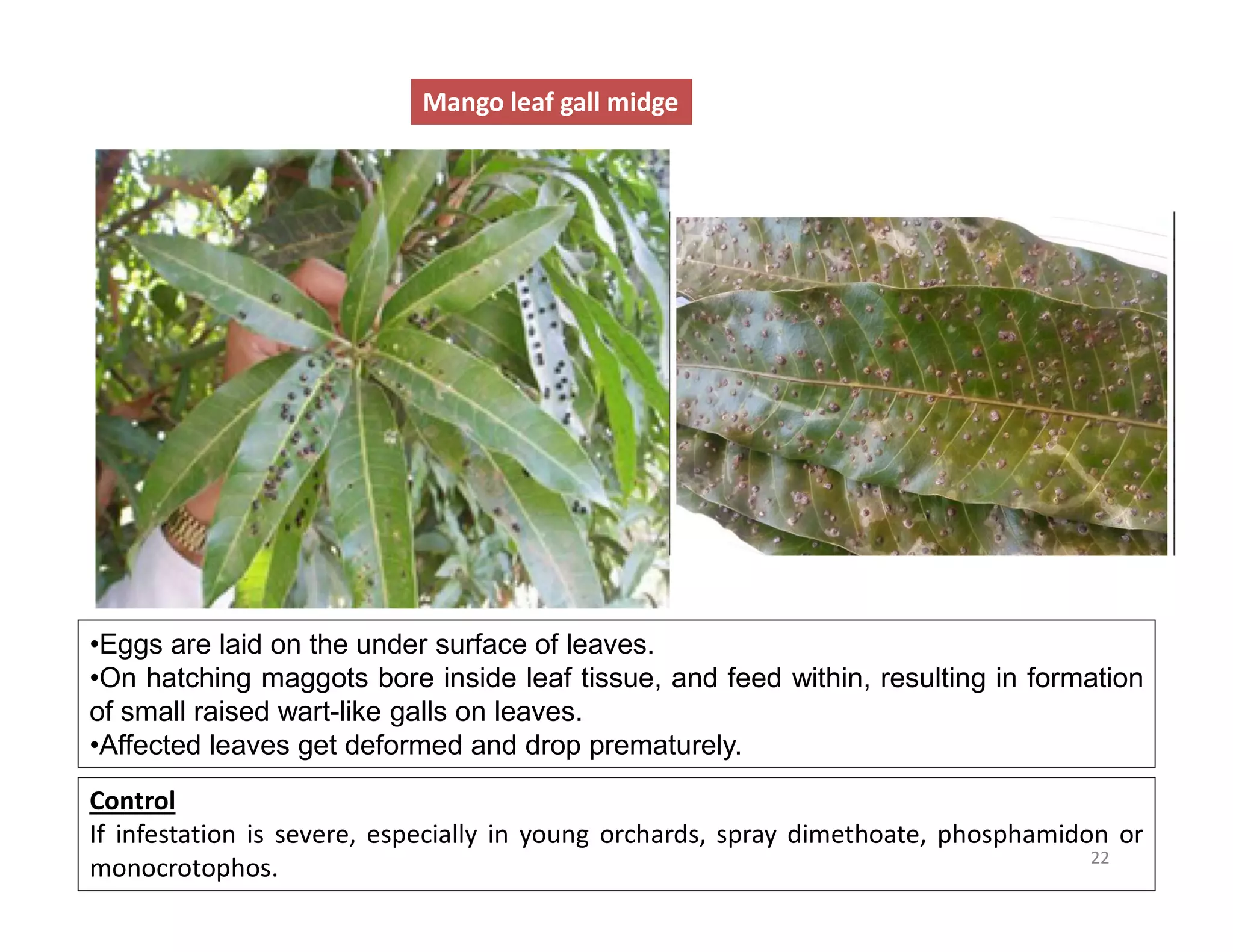 Mango insect pests and their management. | PDF | Beekeeping | Hobbies ...