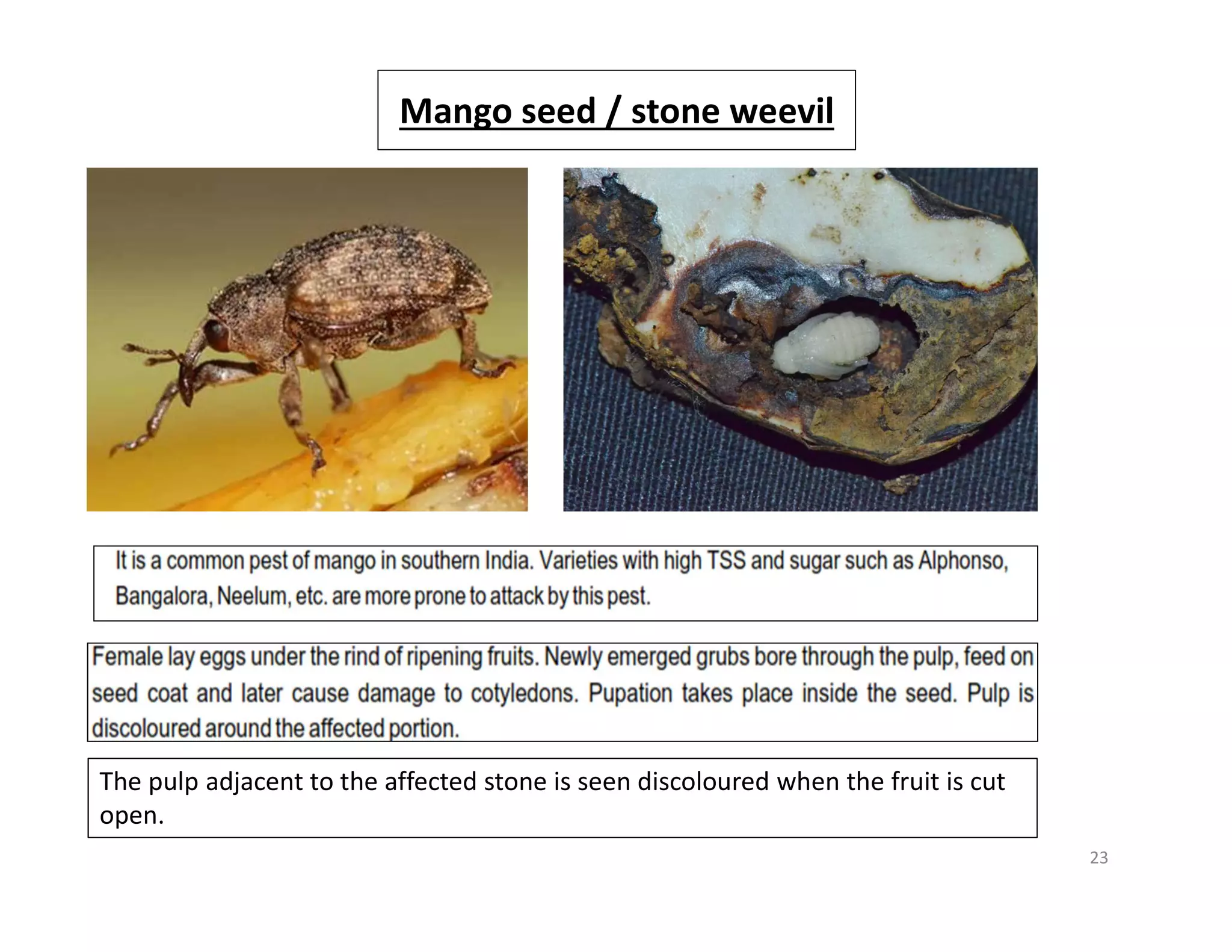 Mango insect pests and their management. | PDF