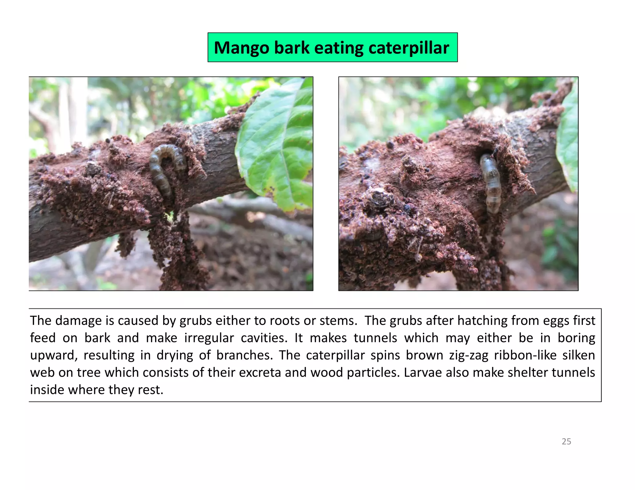 Mango insect pests and their management. | PDF