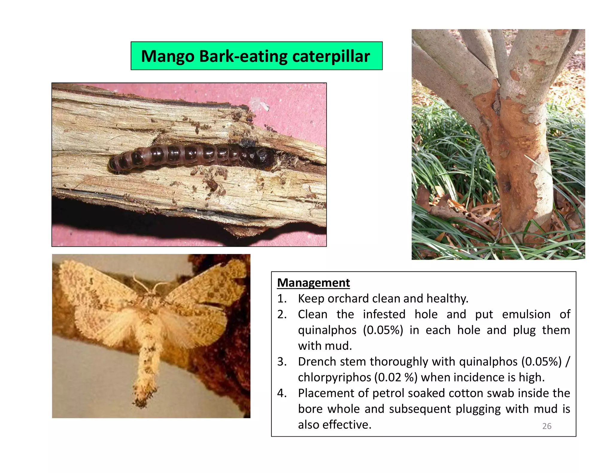 Mango insect pests and their management. | PDF