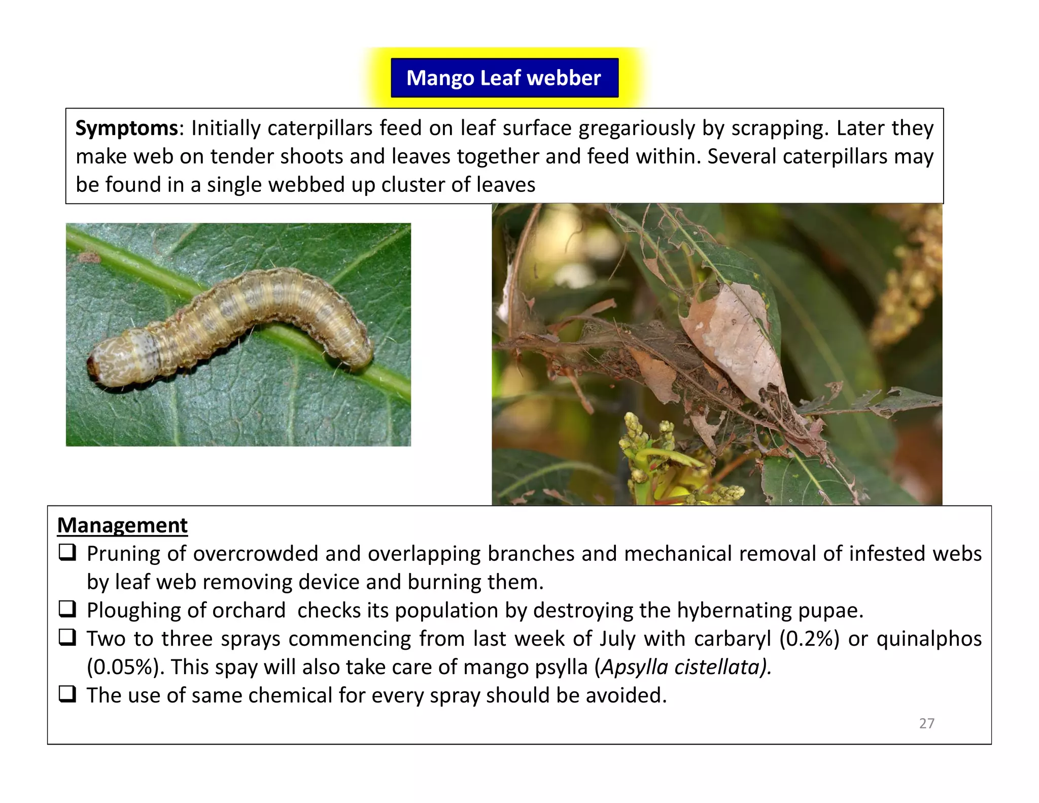 Mango insect pests and their management. | PDF