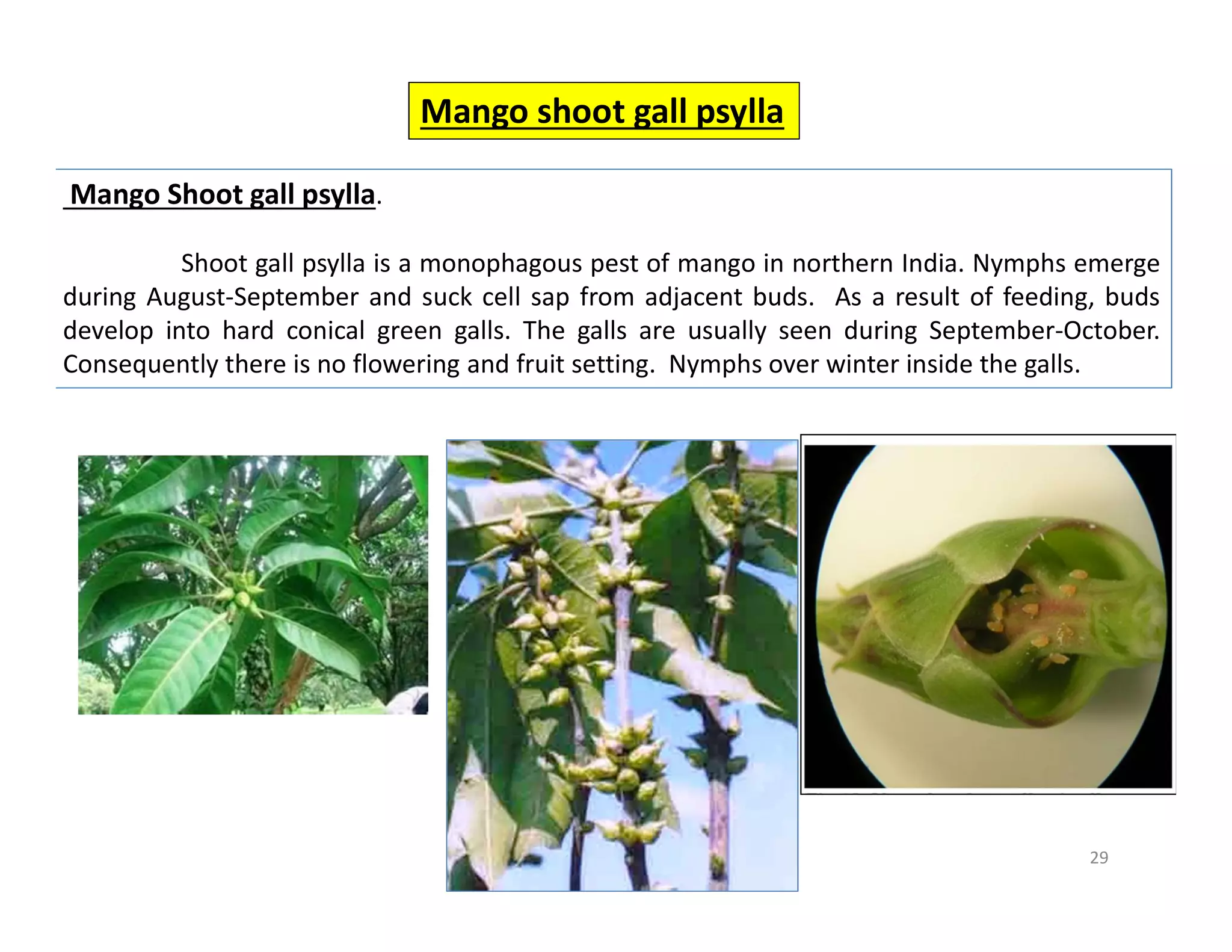 Mango insect pests and their management. | PDF