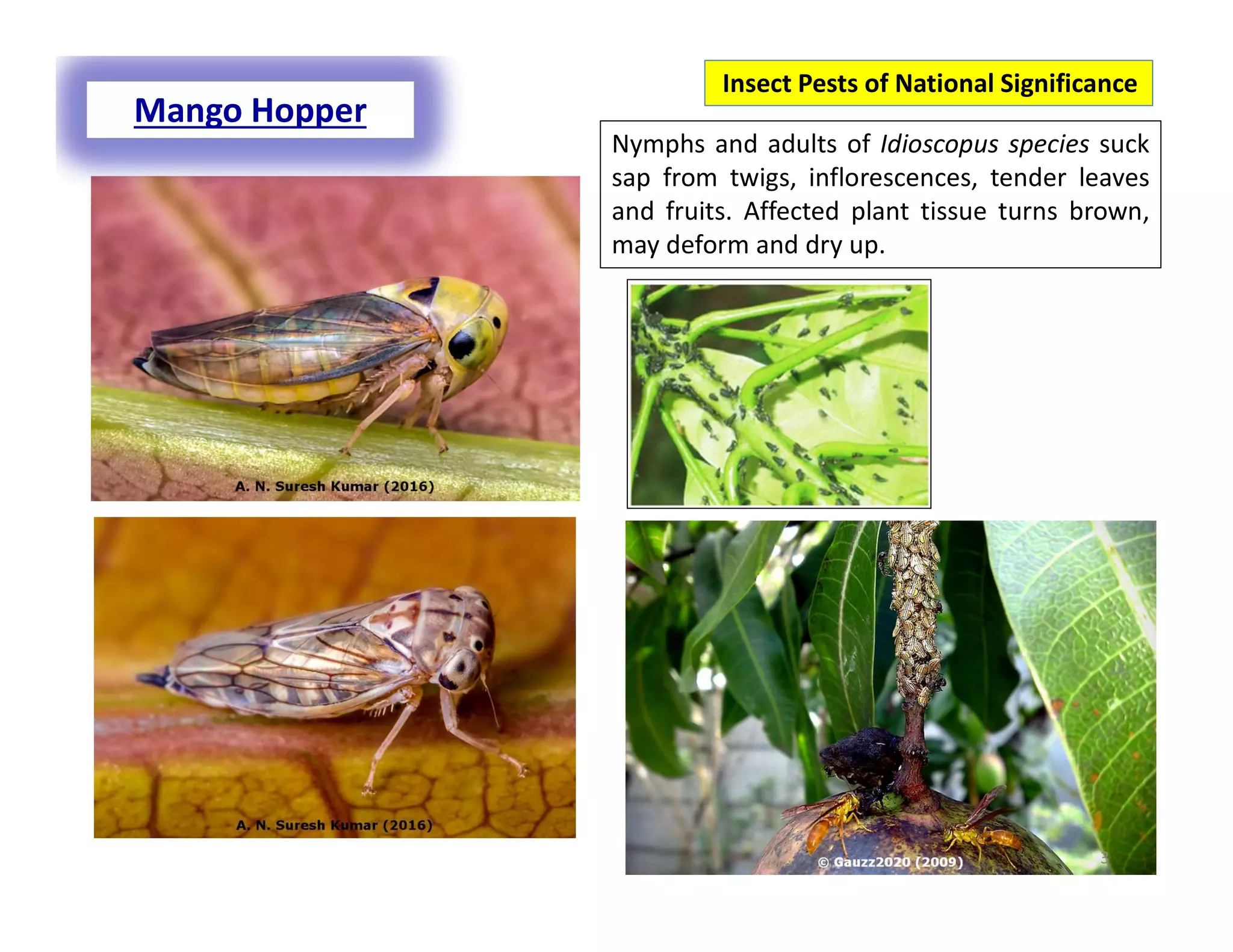 Mango insect pests and their management. | PDF