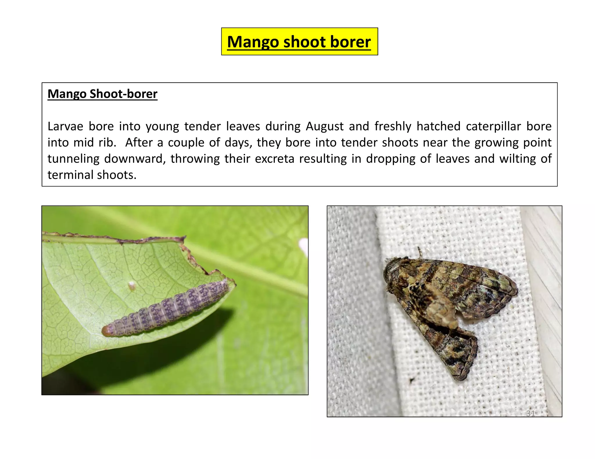 Mango insect pests and their management. | PDF | Beekeeping | Hobbies ...