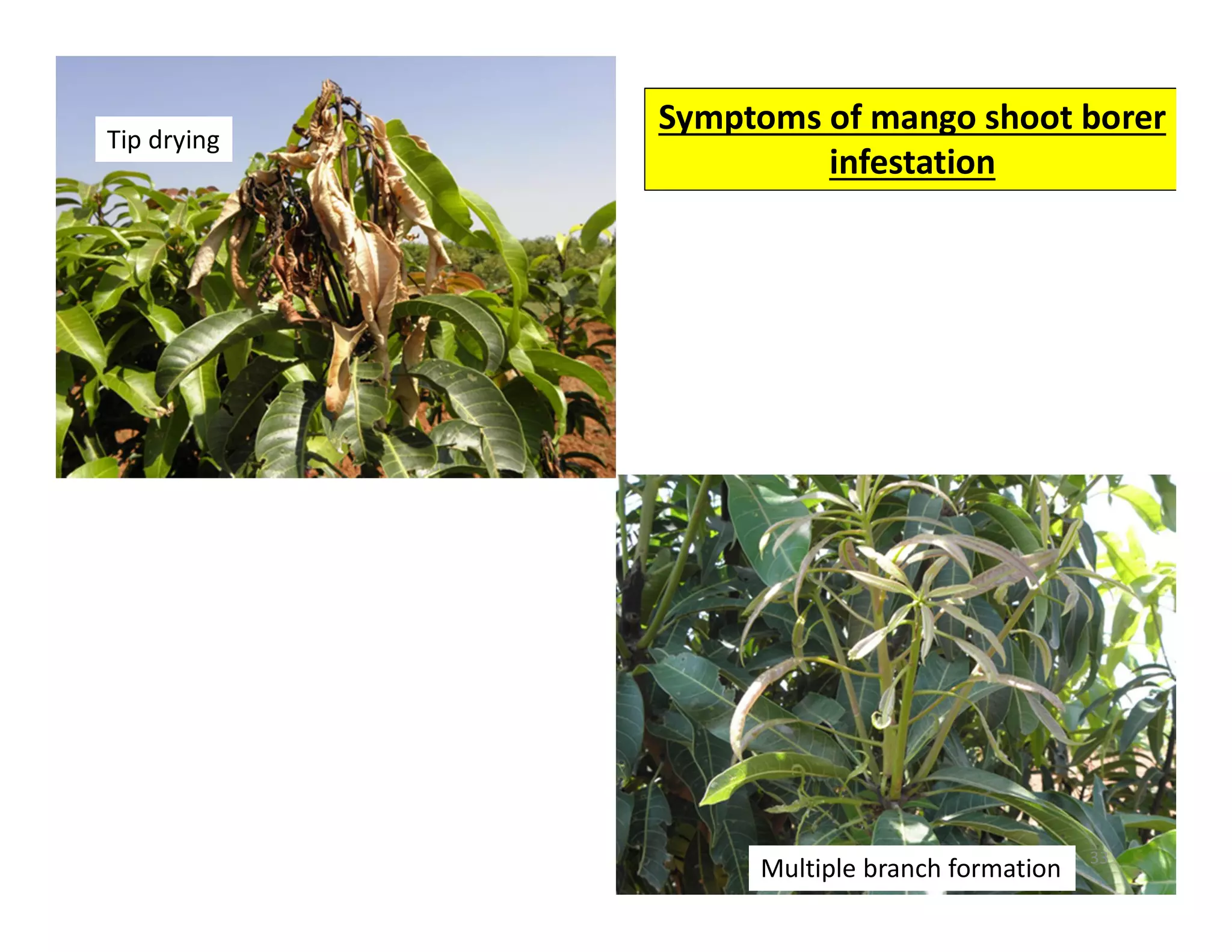 Mango insect pests and their management. | PDF