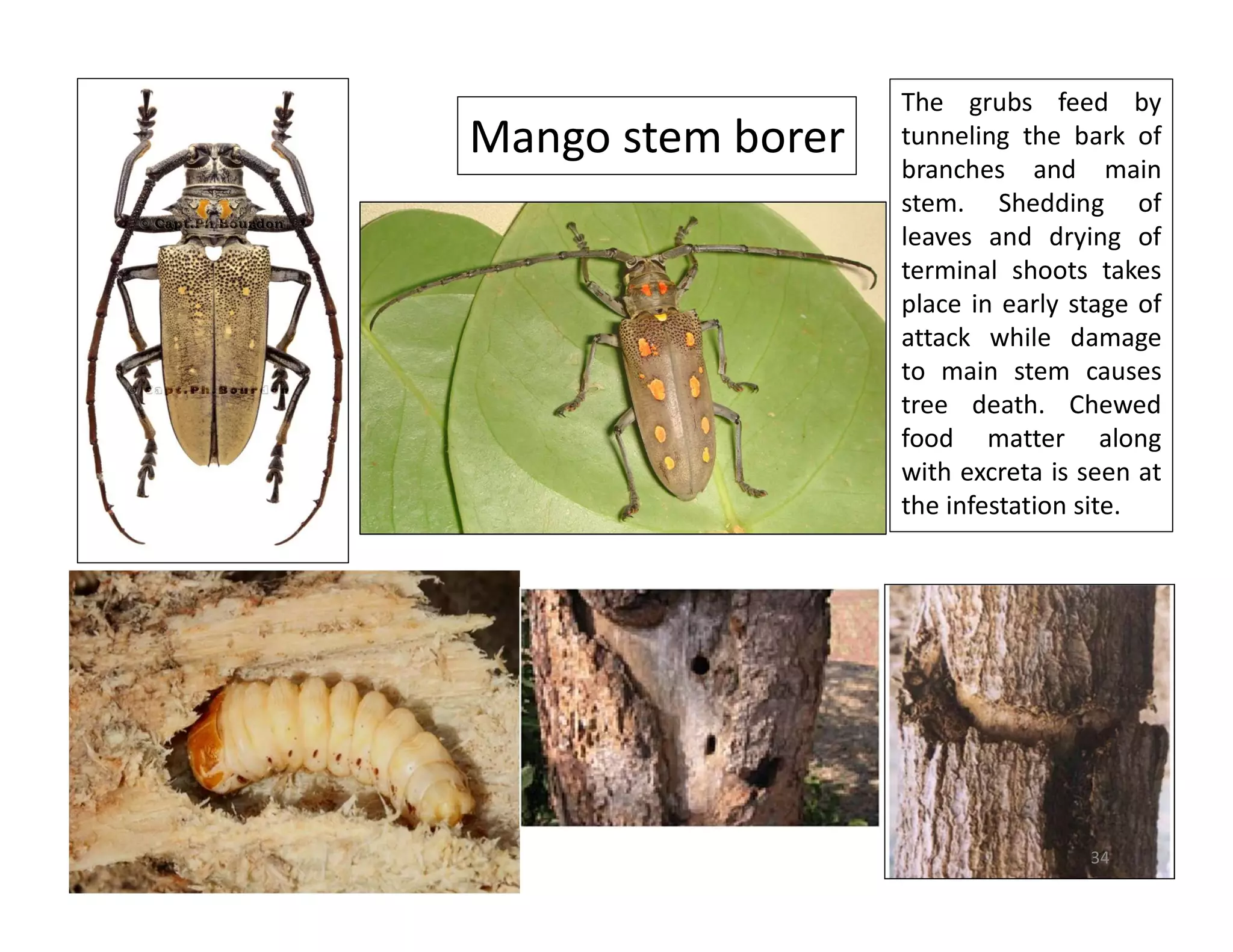 Mango insect pests and their management. | PDF