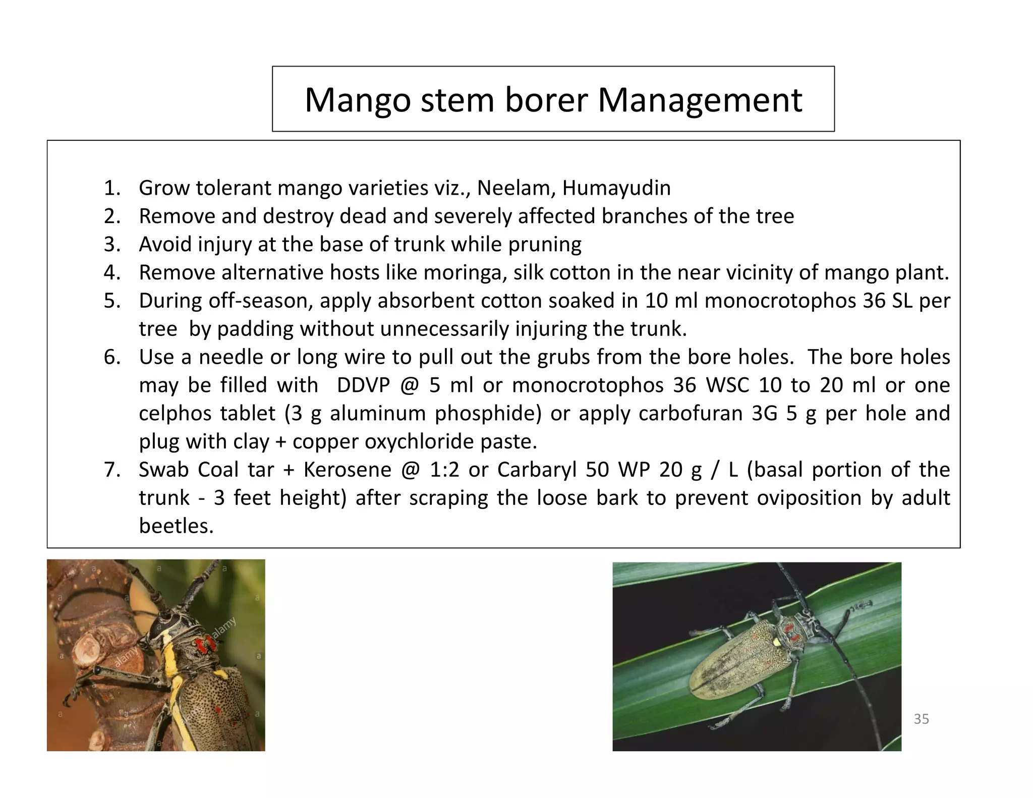 Mango insect pests and their management. | PDF