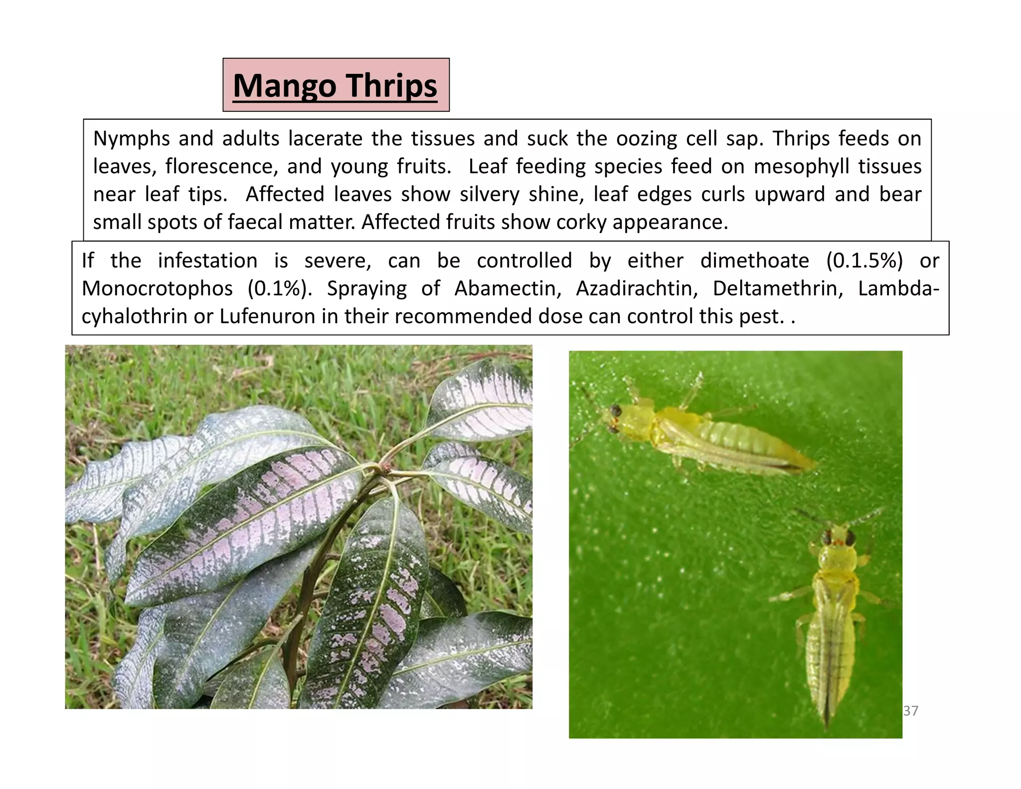Mango insect pests and their management. | PDF