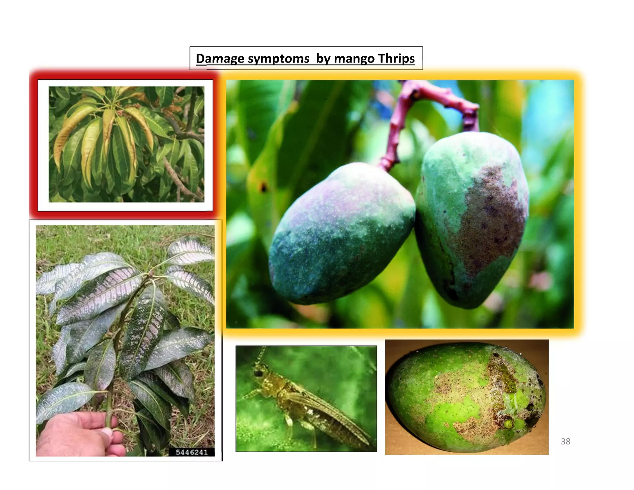 Mango insect pests and their management. | PDF