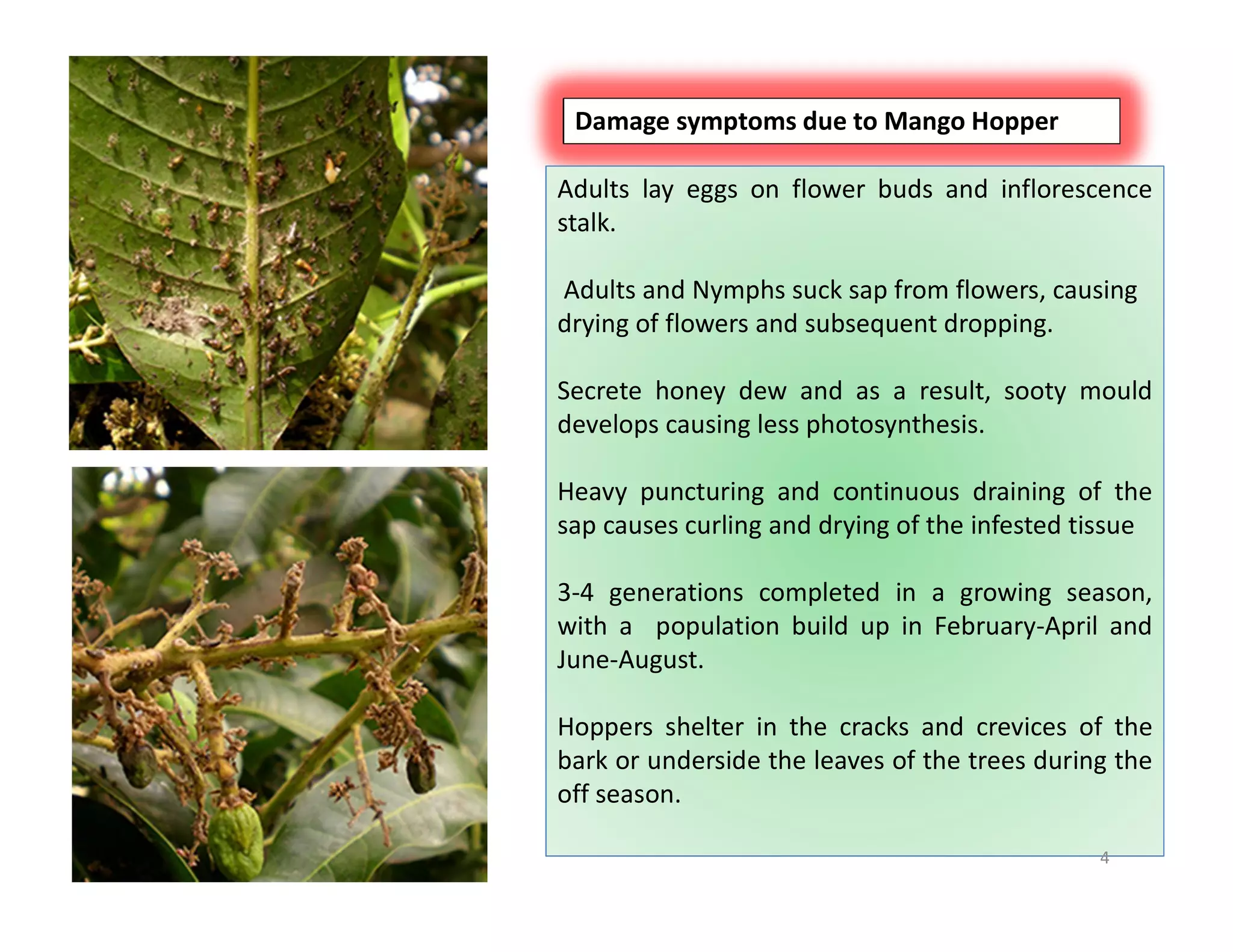 Mango insect pests and their management. | PDF
