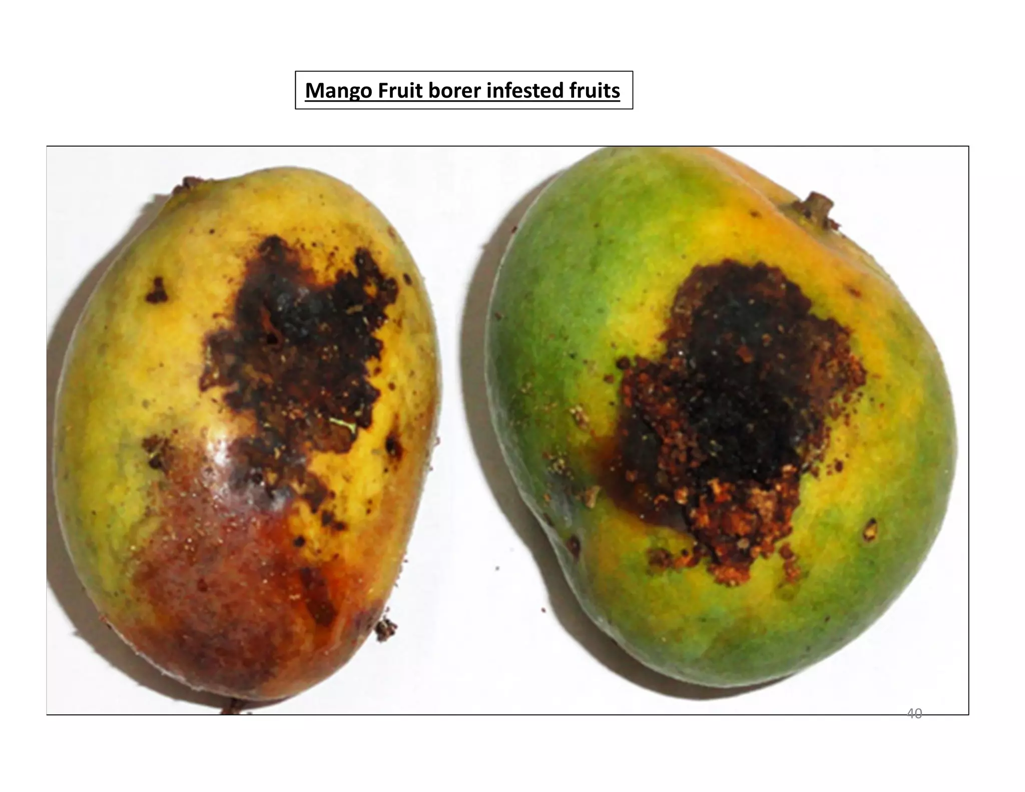 Mango insect pests and their management. | PDF