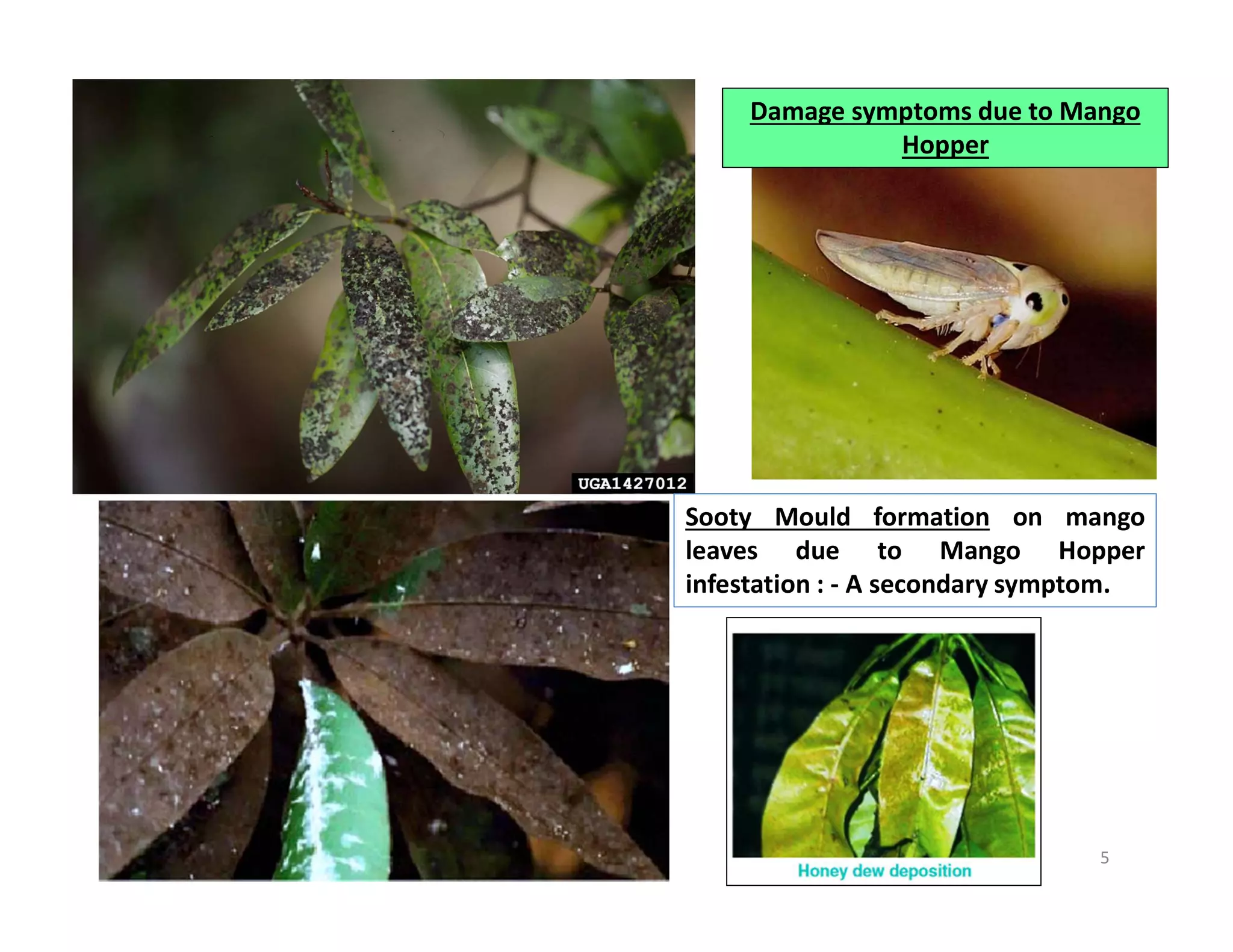 Mango insect pests and their management. | PDF | Beekeeping | Hobbies ...