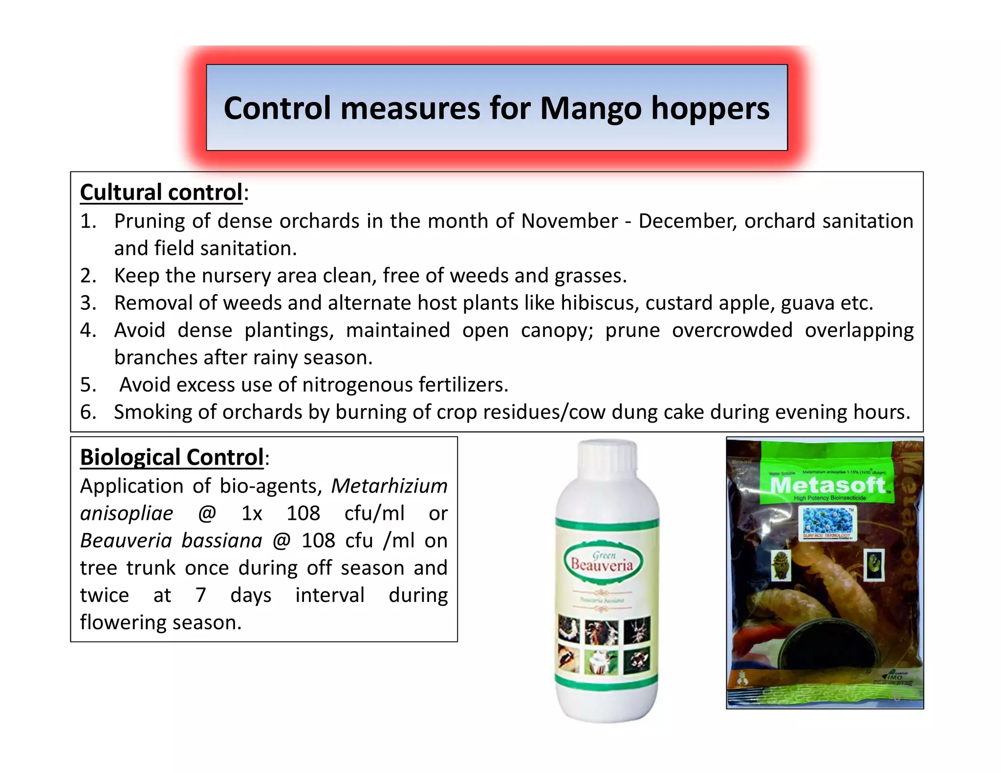 Mango insect pests and their management. | PDF