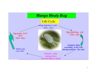 Mango insect pests and their management. | PDF