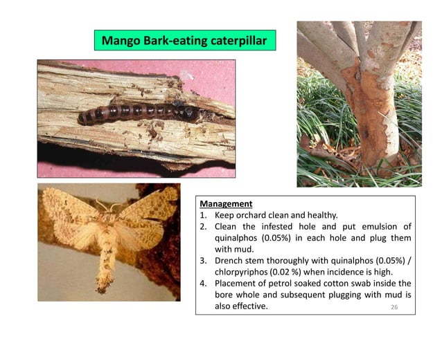 Mango insect pests and their management. | PDF | Beekeeping | Hobbies ...