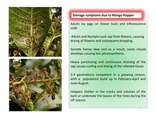 Mango insect pests and their management. | PDF