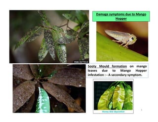 Mango insect pests and their management. | PDF