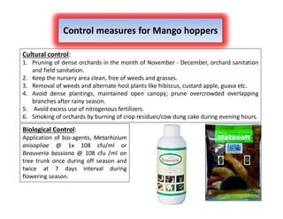 Mango insect pests and their management. | PDF