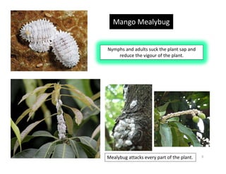 Mango insect pests and their management. | PDF