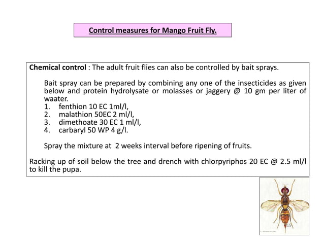 Mango insect pests and their management.