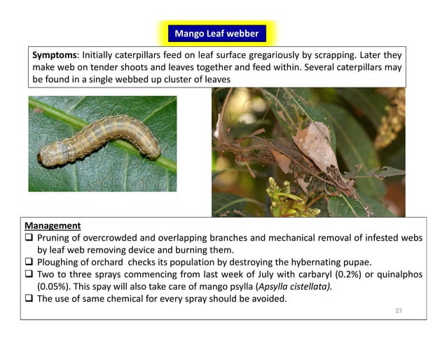 Mango insect pests and their management.
