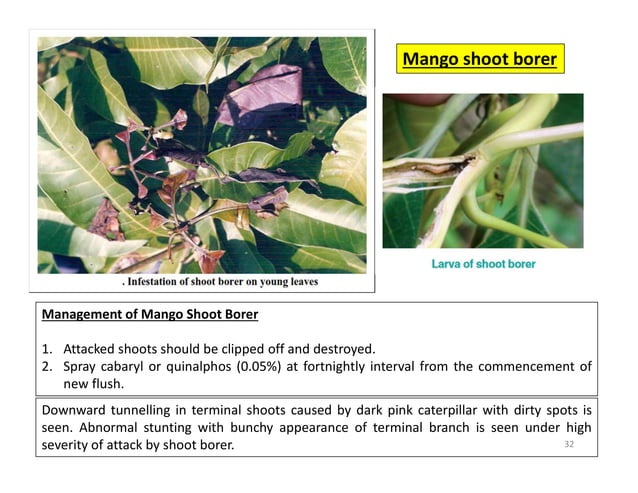 Mango insect pests and their management.