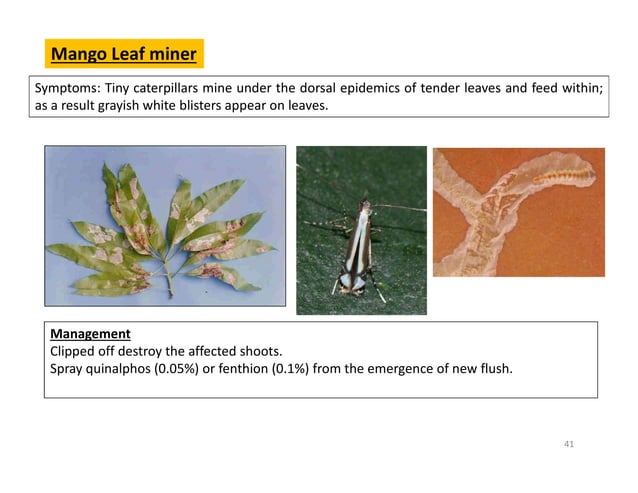 Mango insect pests and their management.