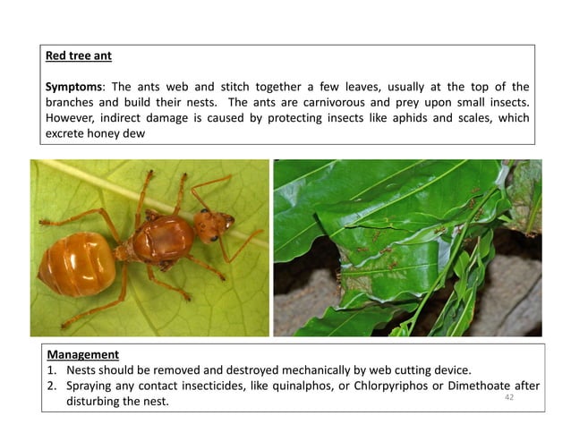 Mango insect pests and their management.