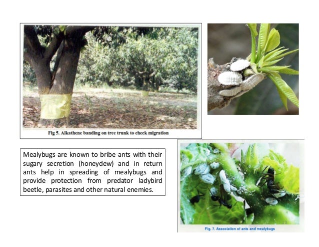 Mango insect pests and their management.