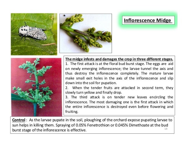 Mango insect pests and their management.