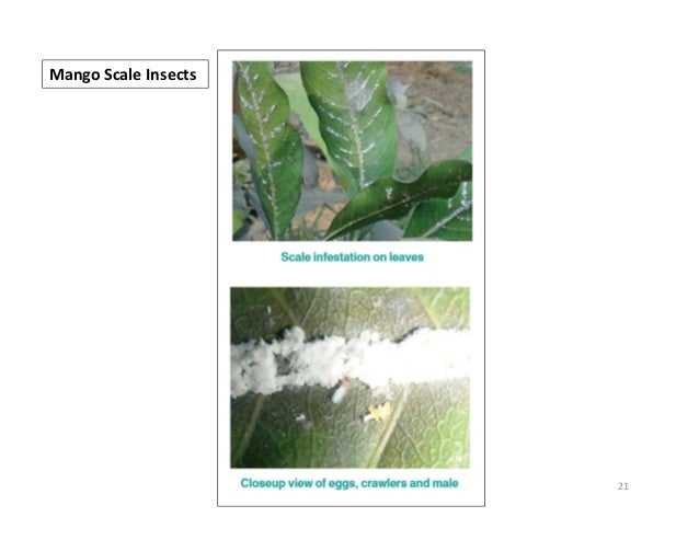 Mango insect pests and their management.