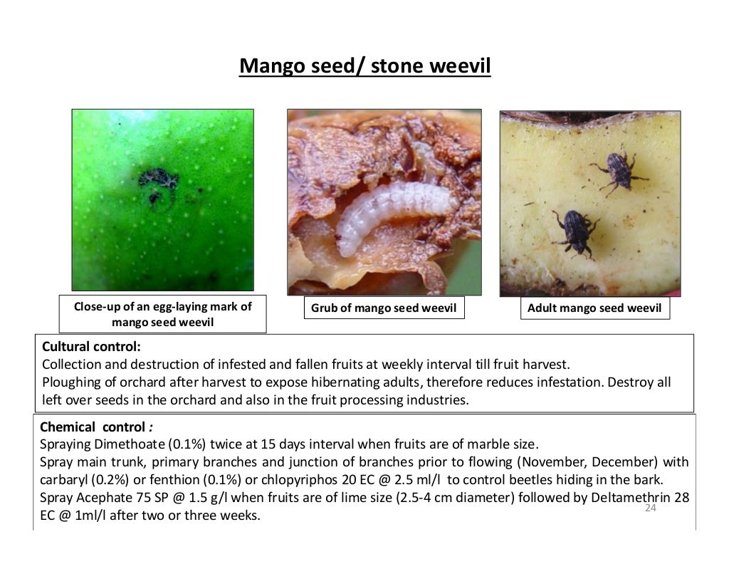 Mango insect pests and their management.