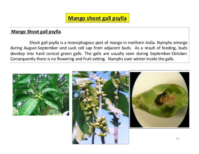 Mango insect pests and their management.