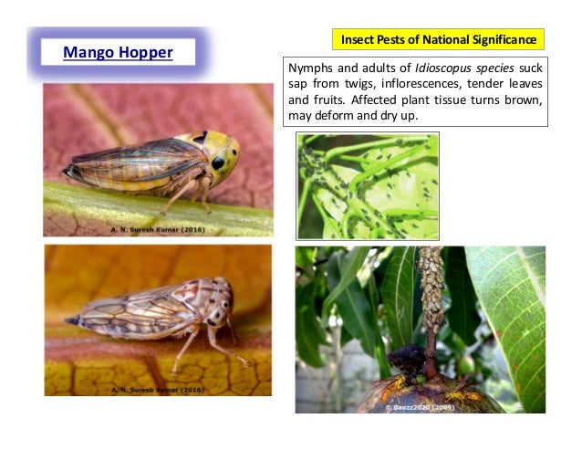 Mango insect pests and their management.