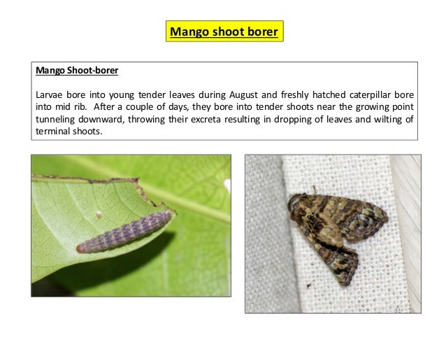 Mango insect pests and their management.