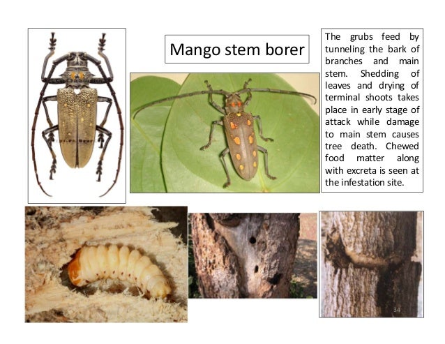 Mango insect pests and their management.