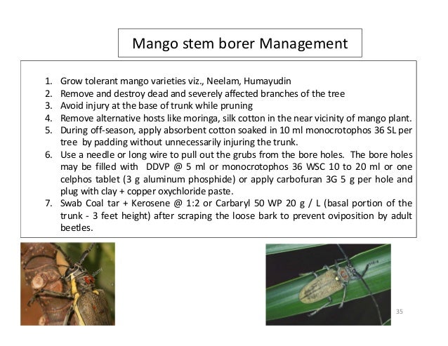 Mango insect pests and their management.