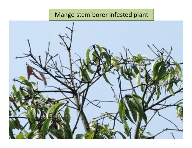 Mango insect pests and their management.