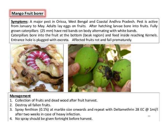 Mango insect pests and their management.