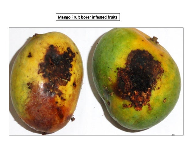 Mango insect pests and their management.