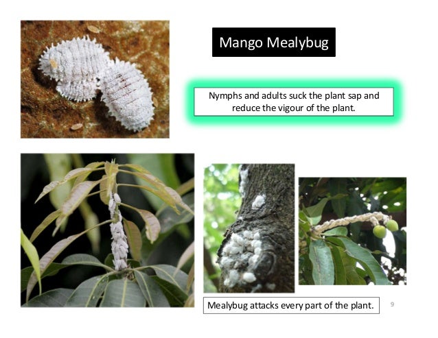 Mango insect pests and their management.