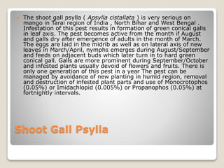 Mango insects A Lecture To ToT trainees ( FFS) By Mr. Allah Dad Khan ...