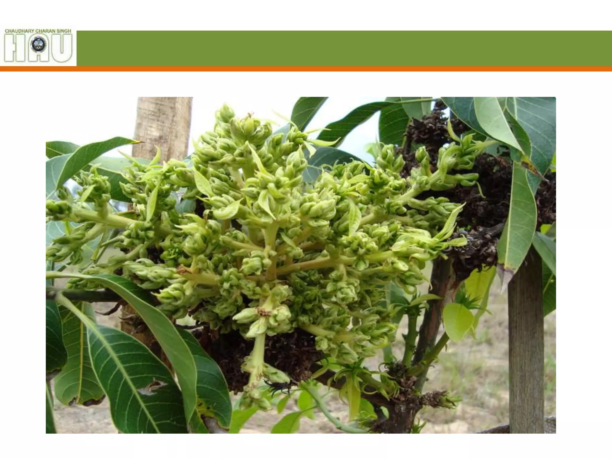 Mango malformation | PPTX