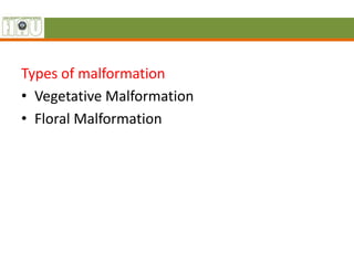 Mango malformation | PPTX