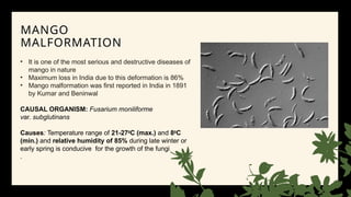 MANGO MALFORMATION AND SPONGY TISSUE.pptx