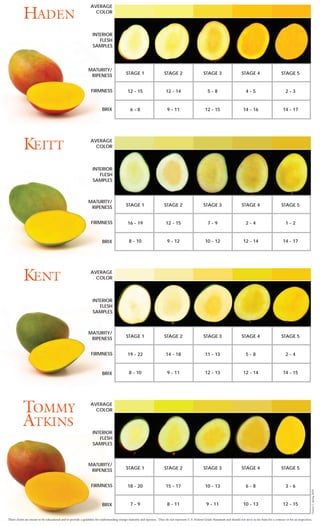 Mango maturity and ripeness guide | PDF